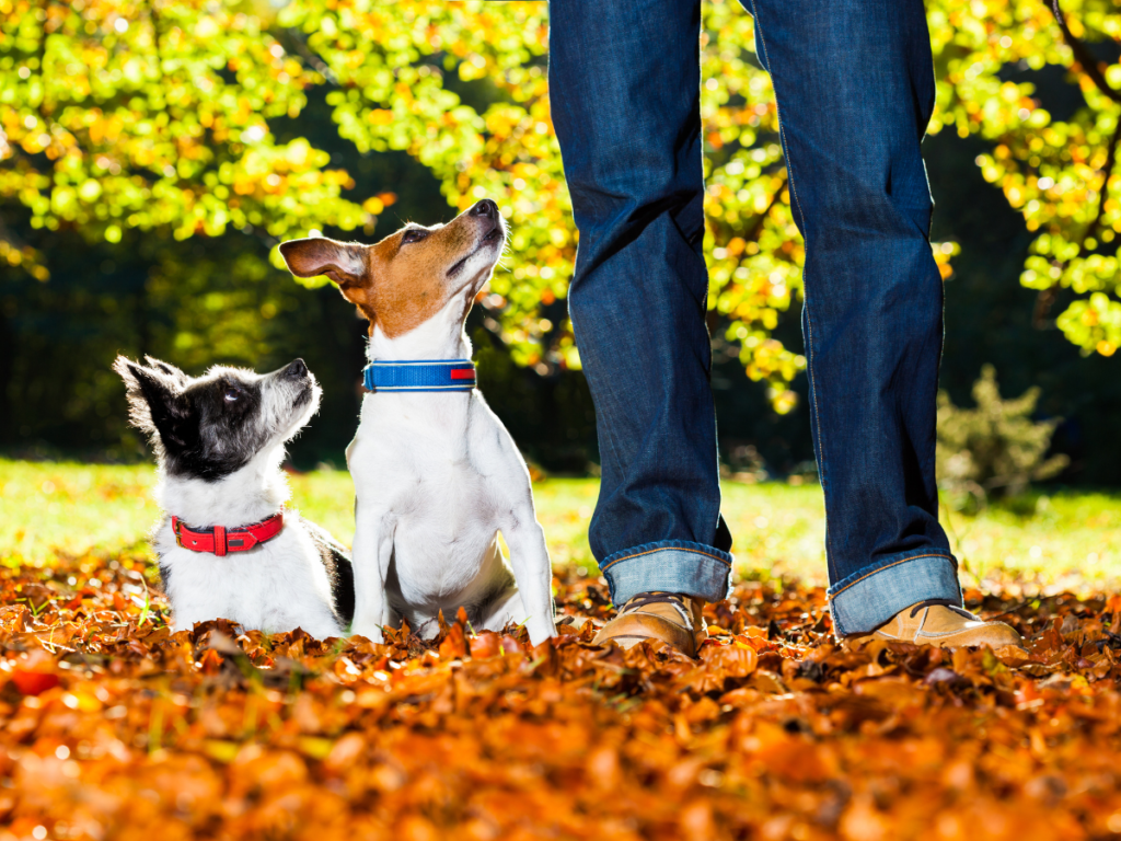Port Orchard Poop Scoop Service - Scoopology Poop Removal
